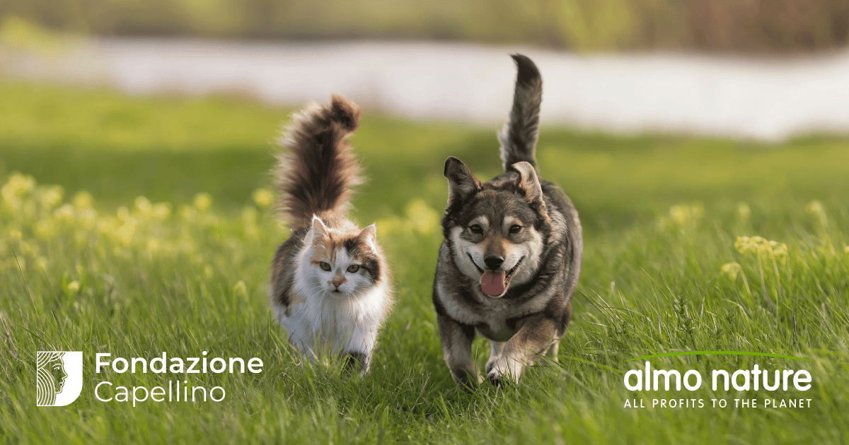 Dogs Trust: Freedom Project – Supporting Vulnerable Dogs and their Owners